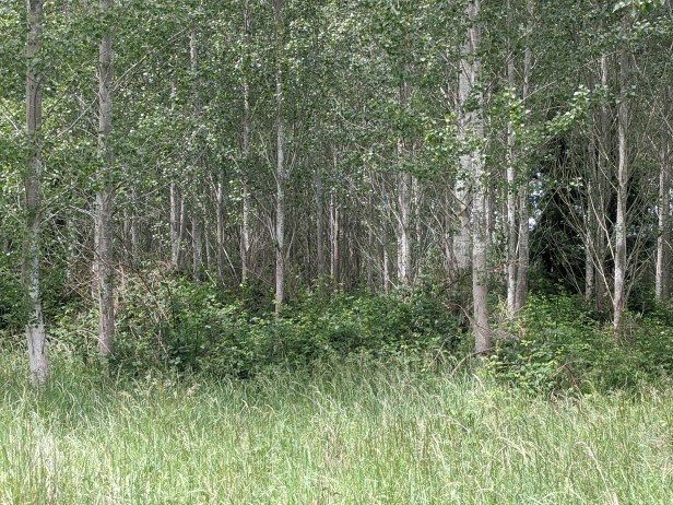 A Recital of Poems 10 – Rachel Smith, James Norcliffe, Phoebe Rolfe ...